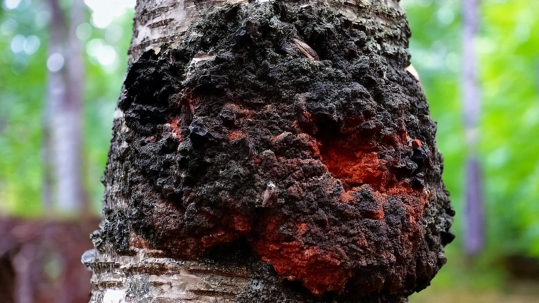 Le chaga : élixir de la forêt boréale | floem.ca