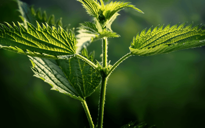 Everything You Need to Know About Nettle: Benefits, Uses, and Natural ...