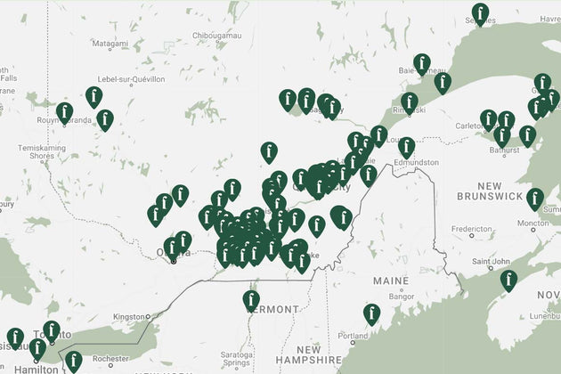 Le Pin Blanc (Pinus strobus) : Bienfaits, Usages et Habitat | Floèm