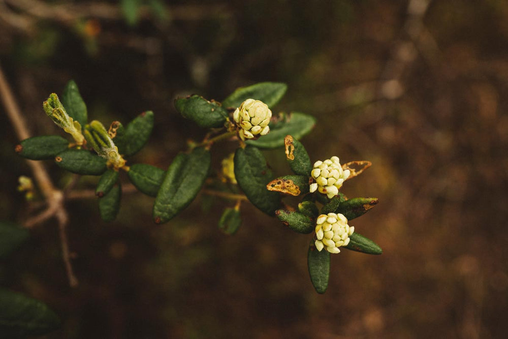 Balsam Fir: Benefits, Uses & Complete Guide [Floèm]