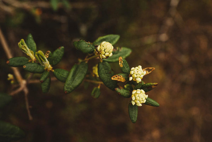 Larch (Larix laricina): its benefits and natural habitat | Floem