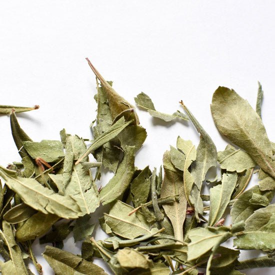 Sweetgale (leaf) - Quebec | Buy online | Floem